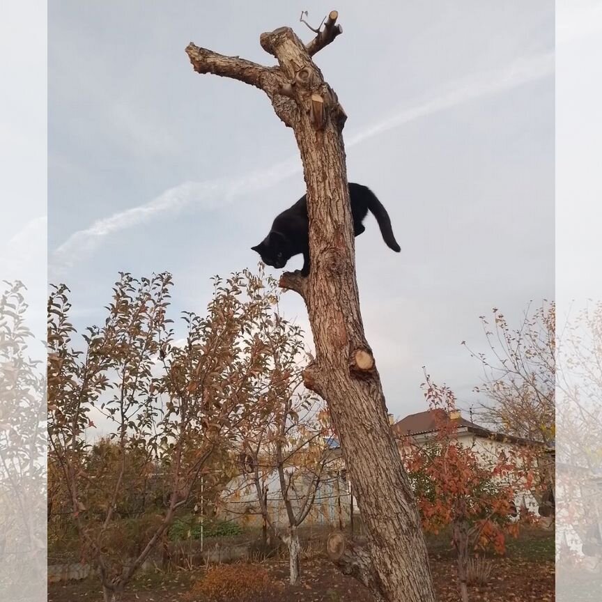 Кошка ищет семью
