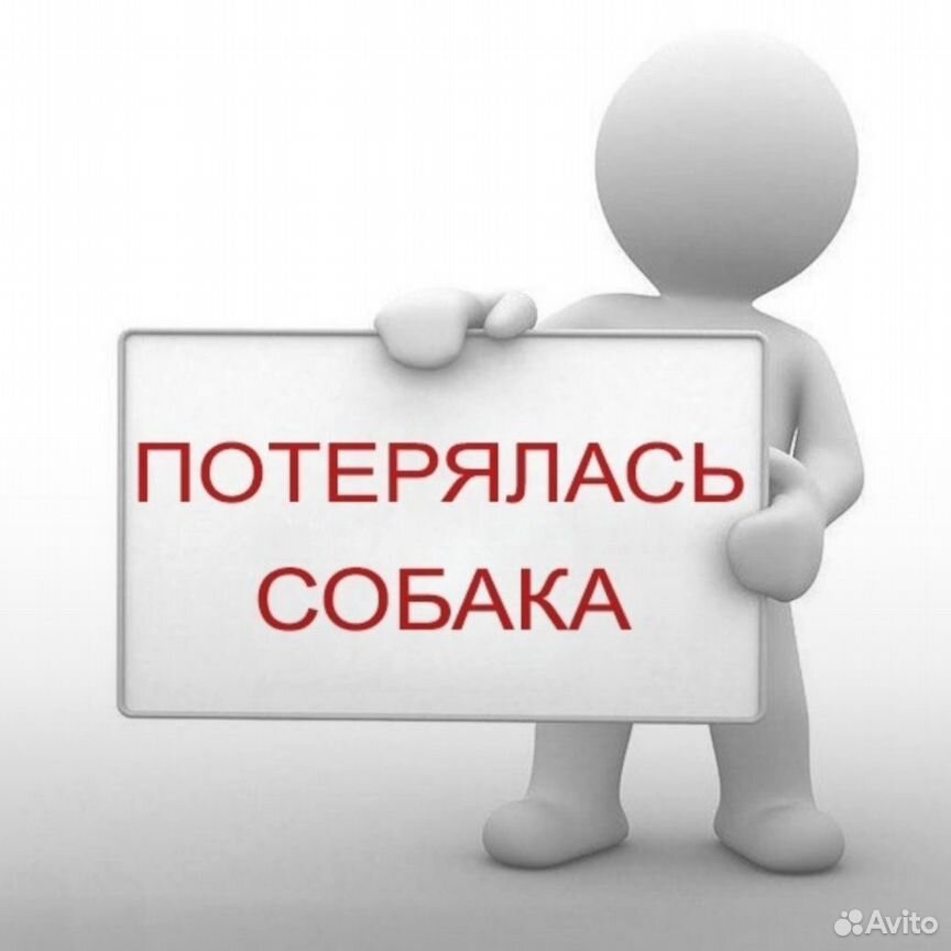 SOS Потерялась собака Московский район