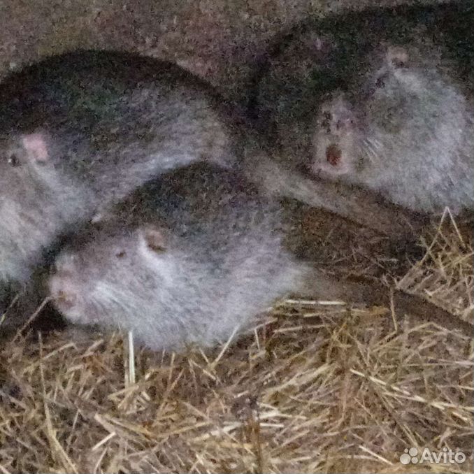 Нутрии самки