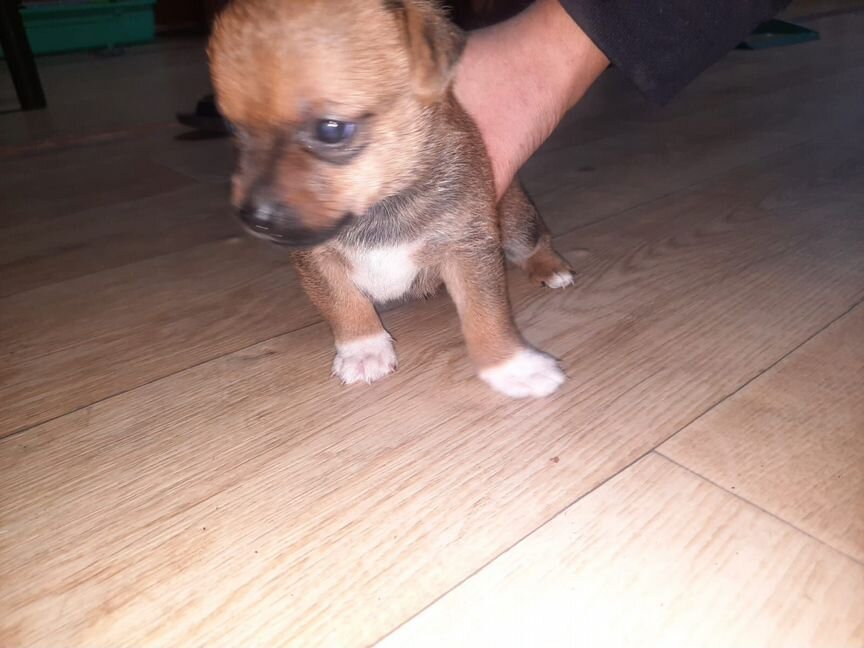 Маленькая собака чихуахуа