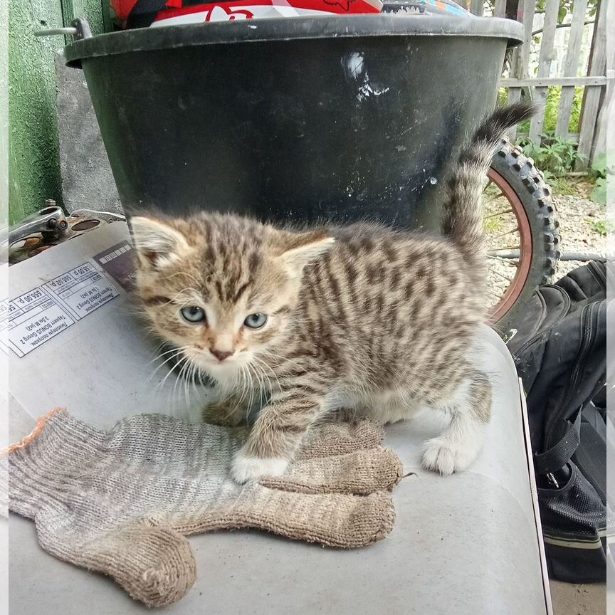 Котята в добрые руки даром бесплатно