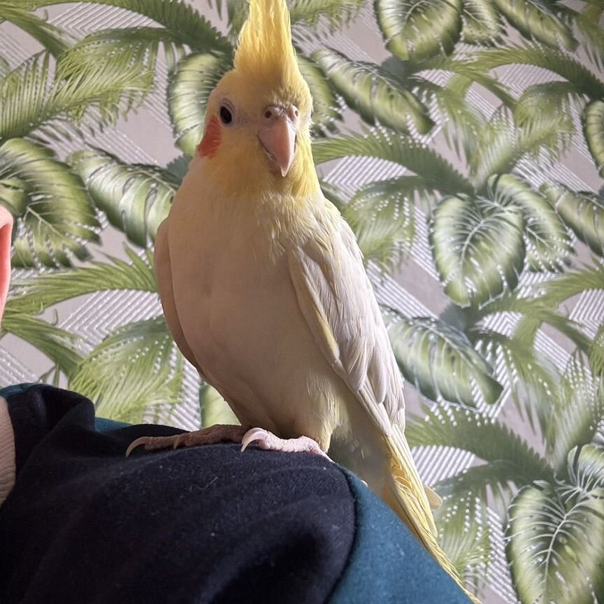 Попугай корелла с клеткой