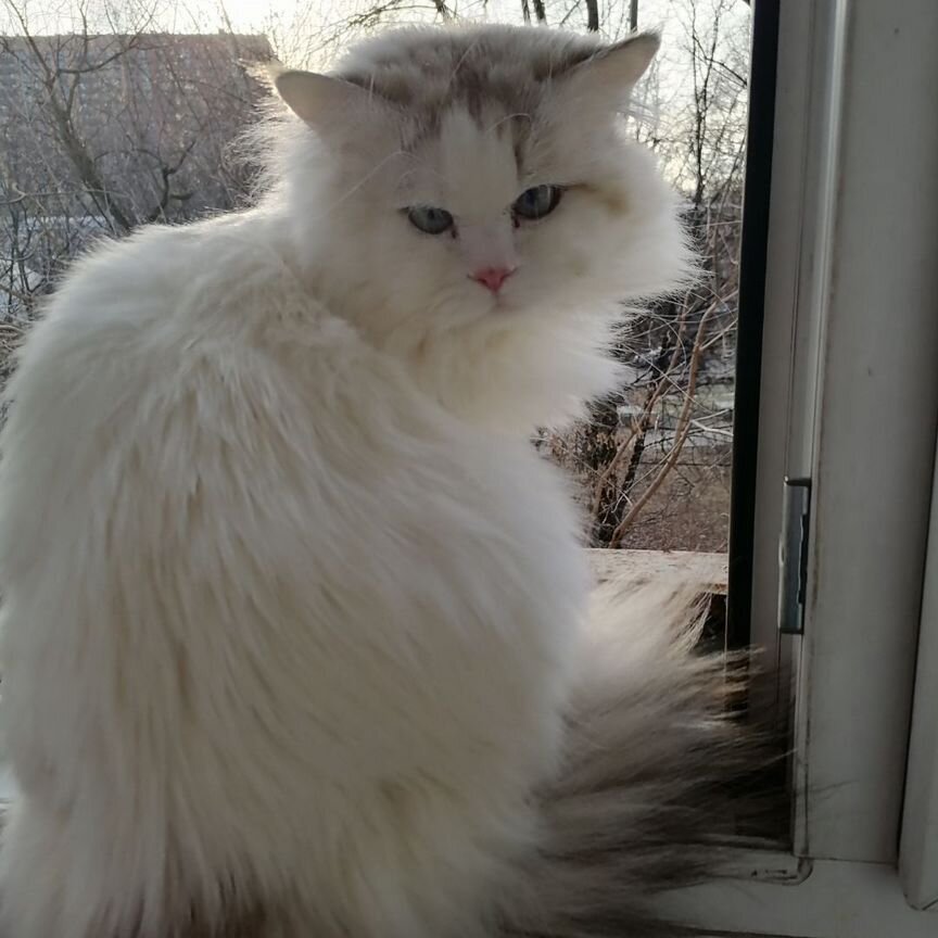 Вязка котика
