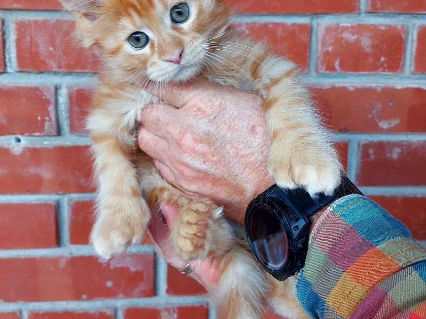 Котята Мейн кун