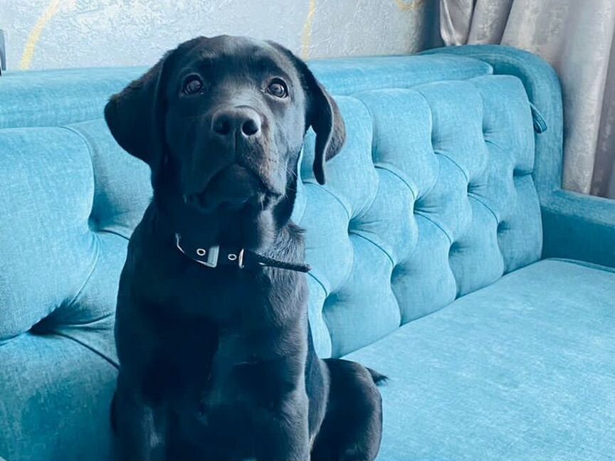 Отдам лабрадора щенка 5 месяцев