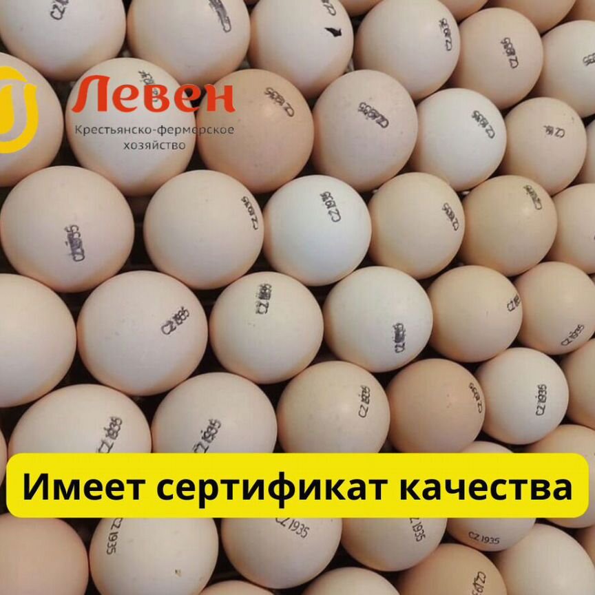 Инкубационное яйцо бройлера Кобб 500 и Росс 308