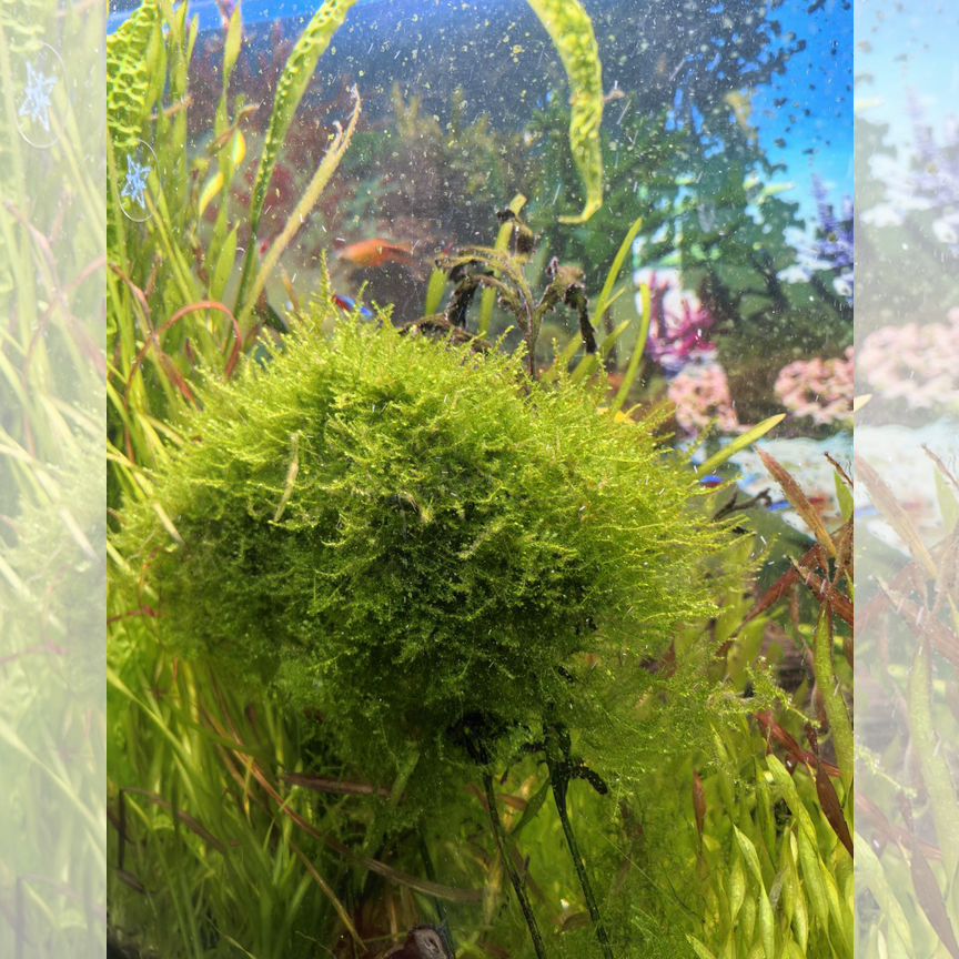Мох аквариумный яванский