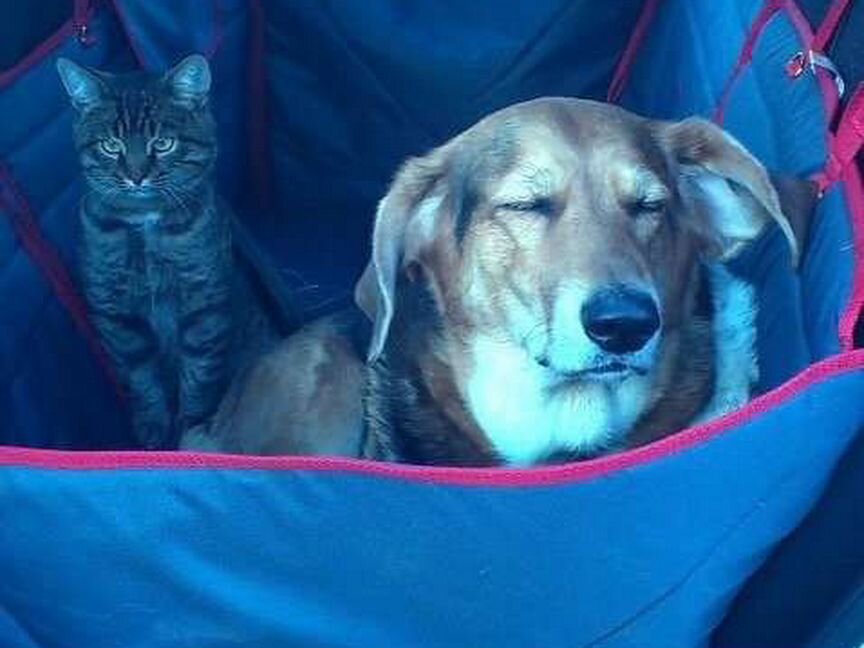 Гамаки для перевозки собак в автомобиле