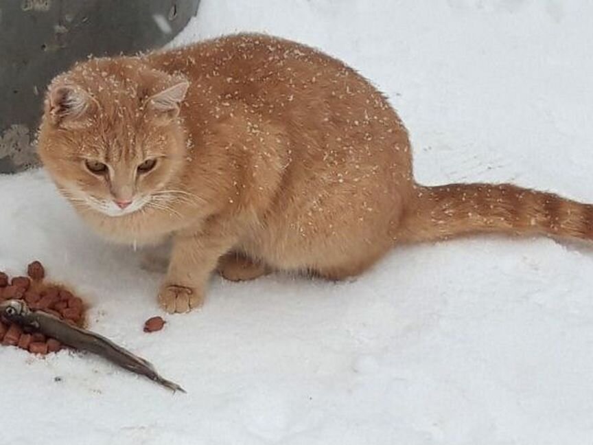 Персиковая кошечка