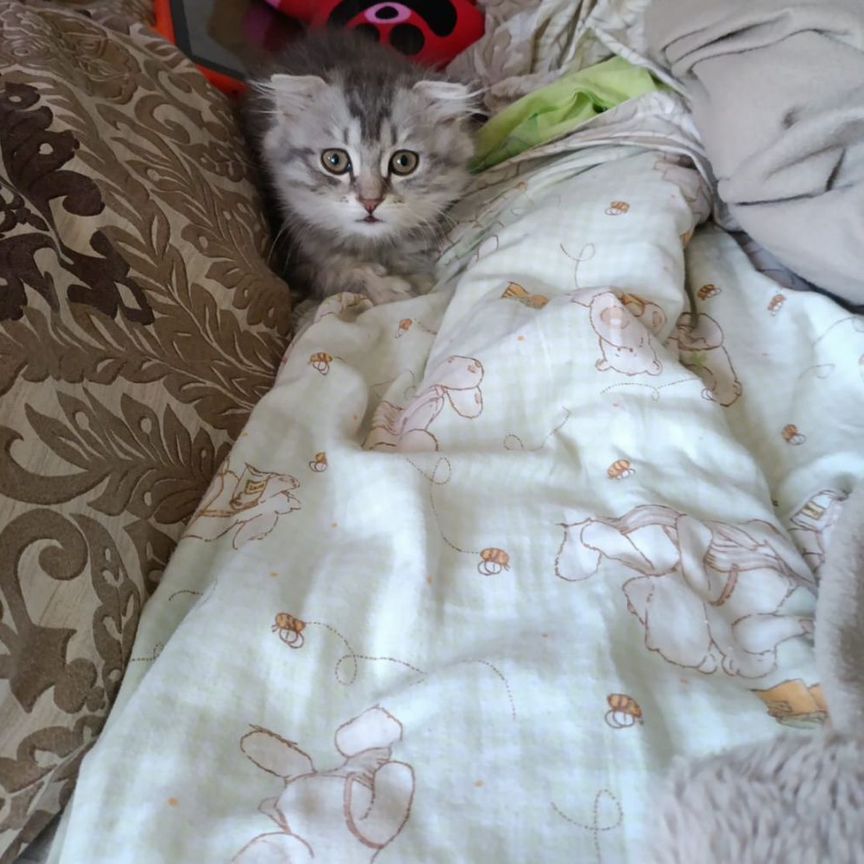Шотландские вислоухие котята бесплатно