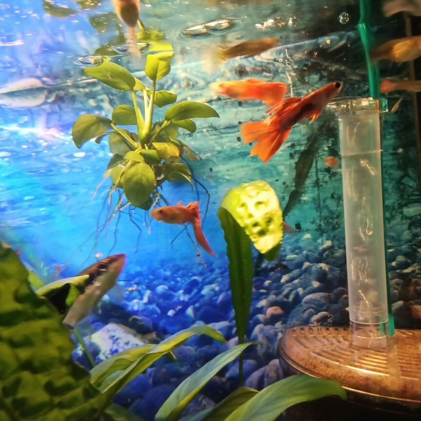 Анубиас нано