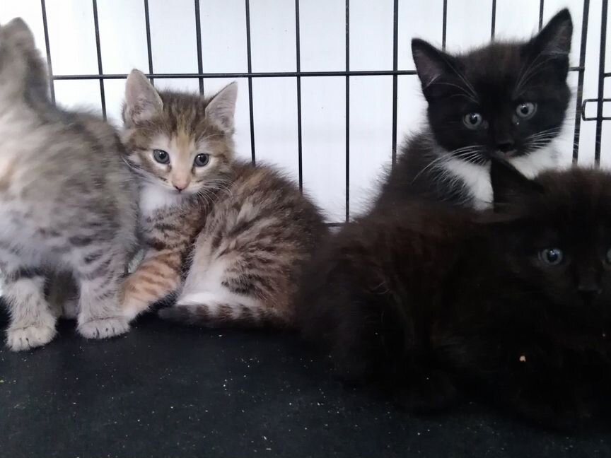 Котята в добрые руки