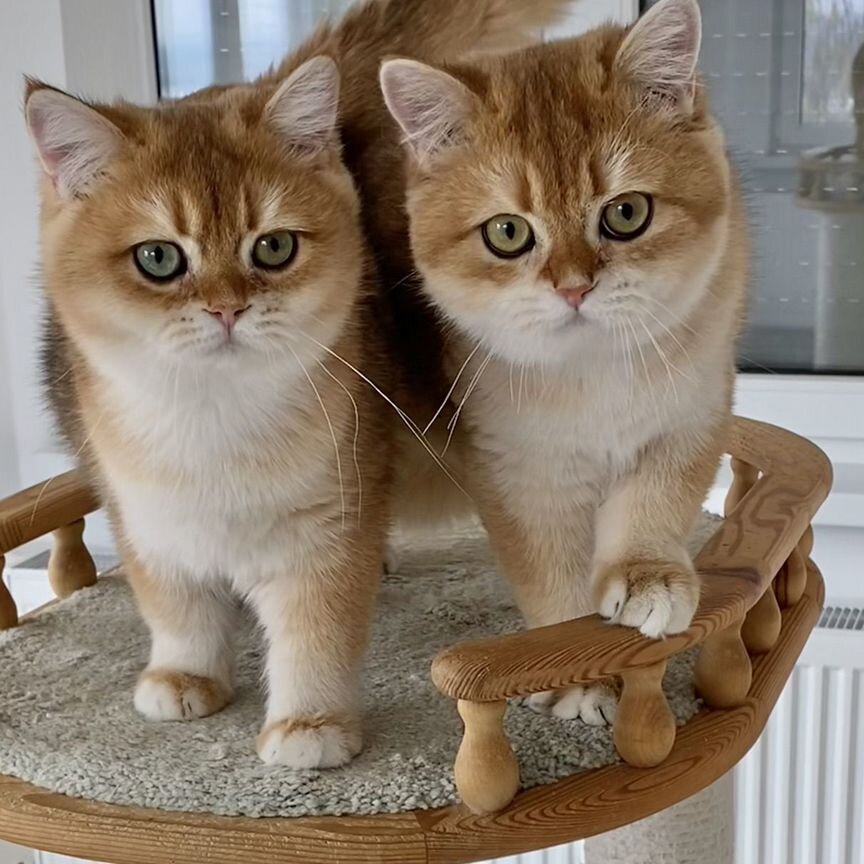 Котята мальчики