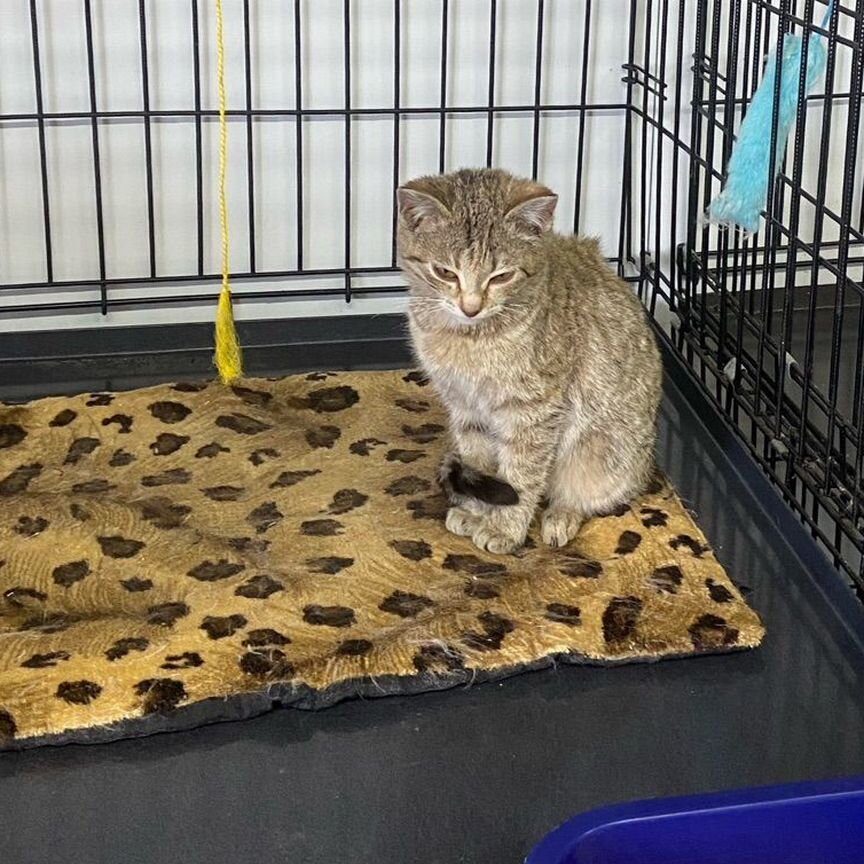 Котёнок в добрые руки