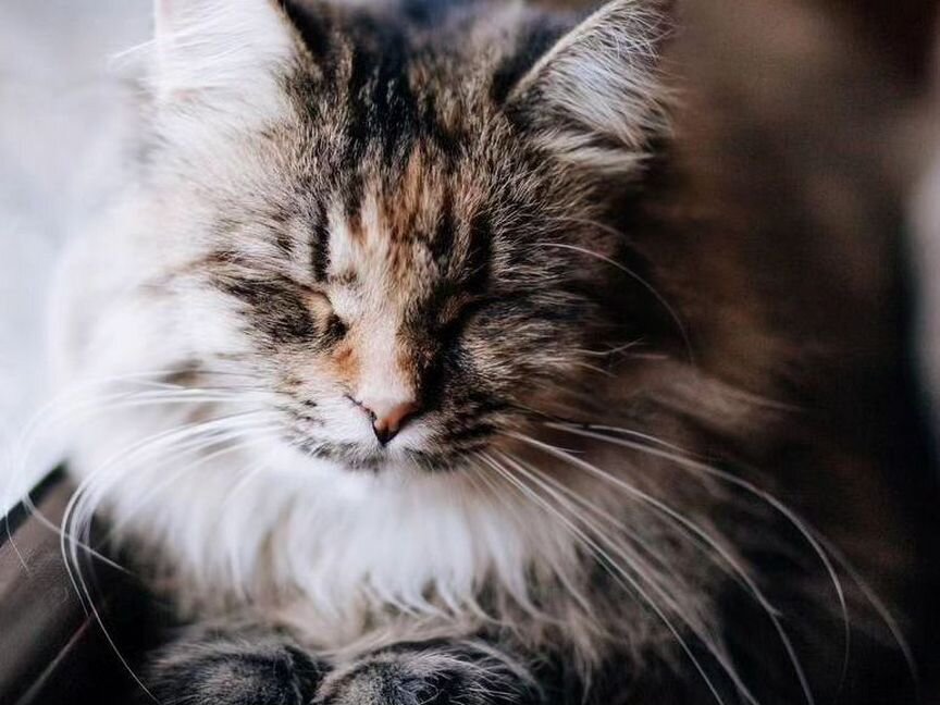 Кошечка Фиалка грустит без дома