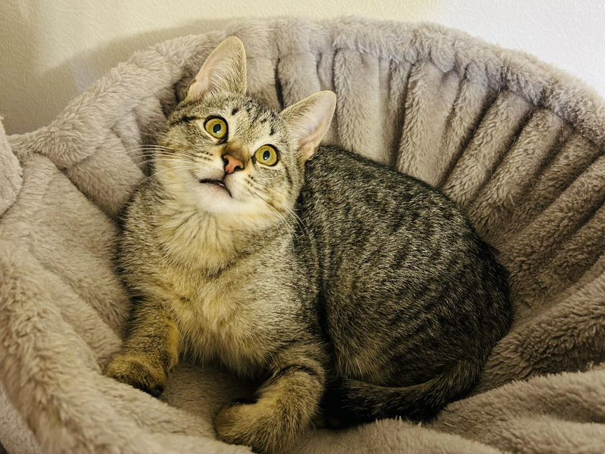 Милый котенок ищет дом