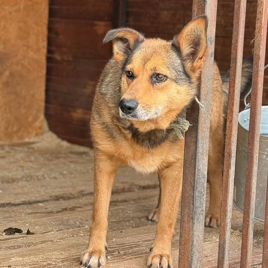 Взрослая собака в добрые руки