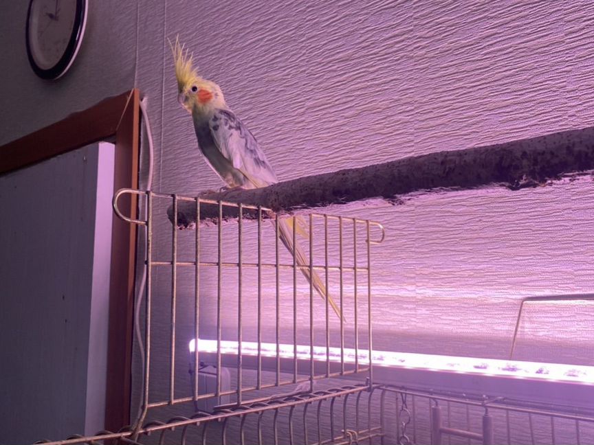 Продаю попугая с большой клеткой 7,5 мес здоров