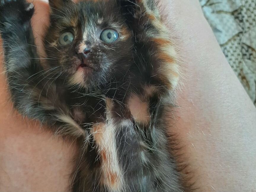 Котенок в заботливые руки