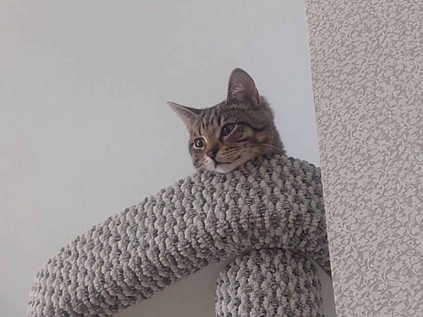 Котята в добрые руки бесплатно мальчик