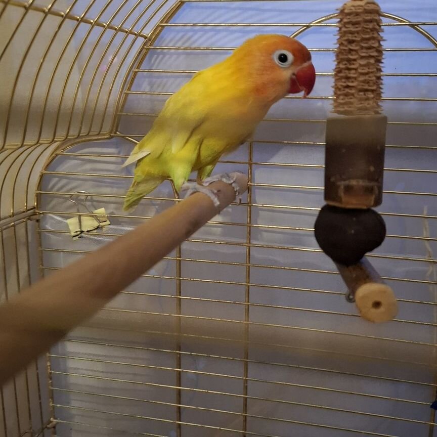 Попугай неразлучник с клеткой