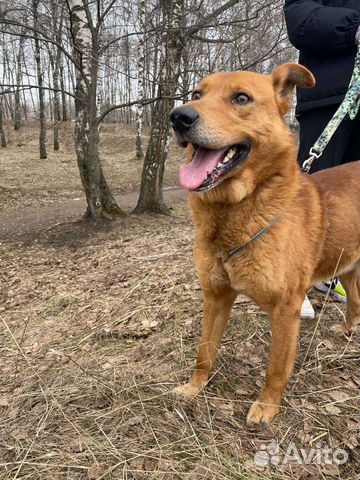 Собака в добрые руки