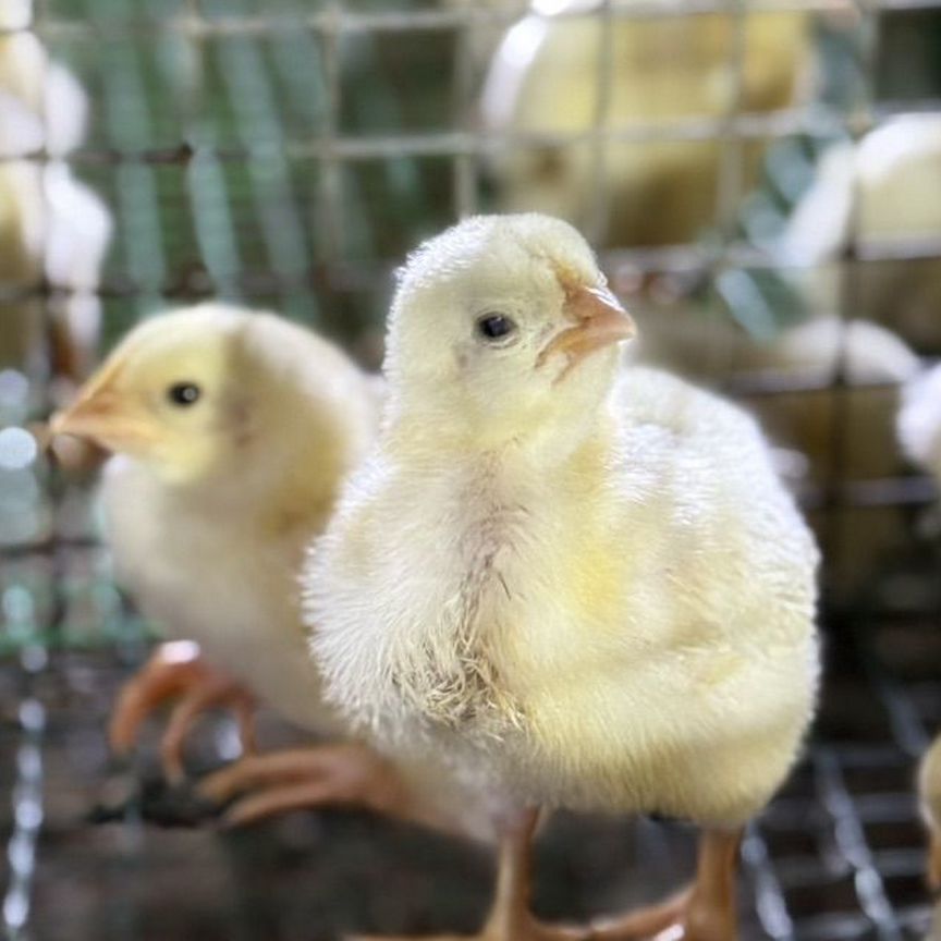 Цыплята бройлеры