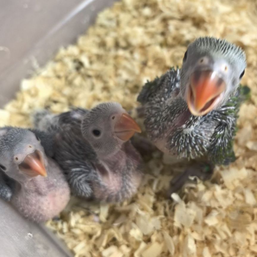 Ожереловый попугай выкормыш ручной птенец