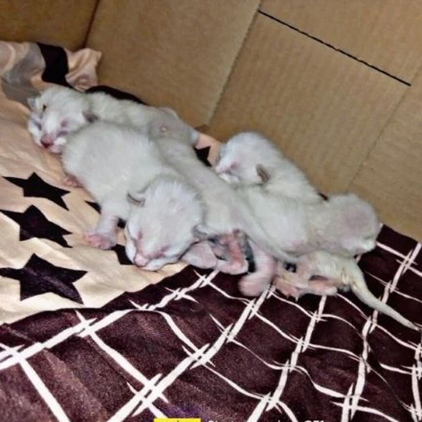 Тайский котёнок