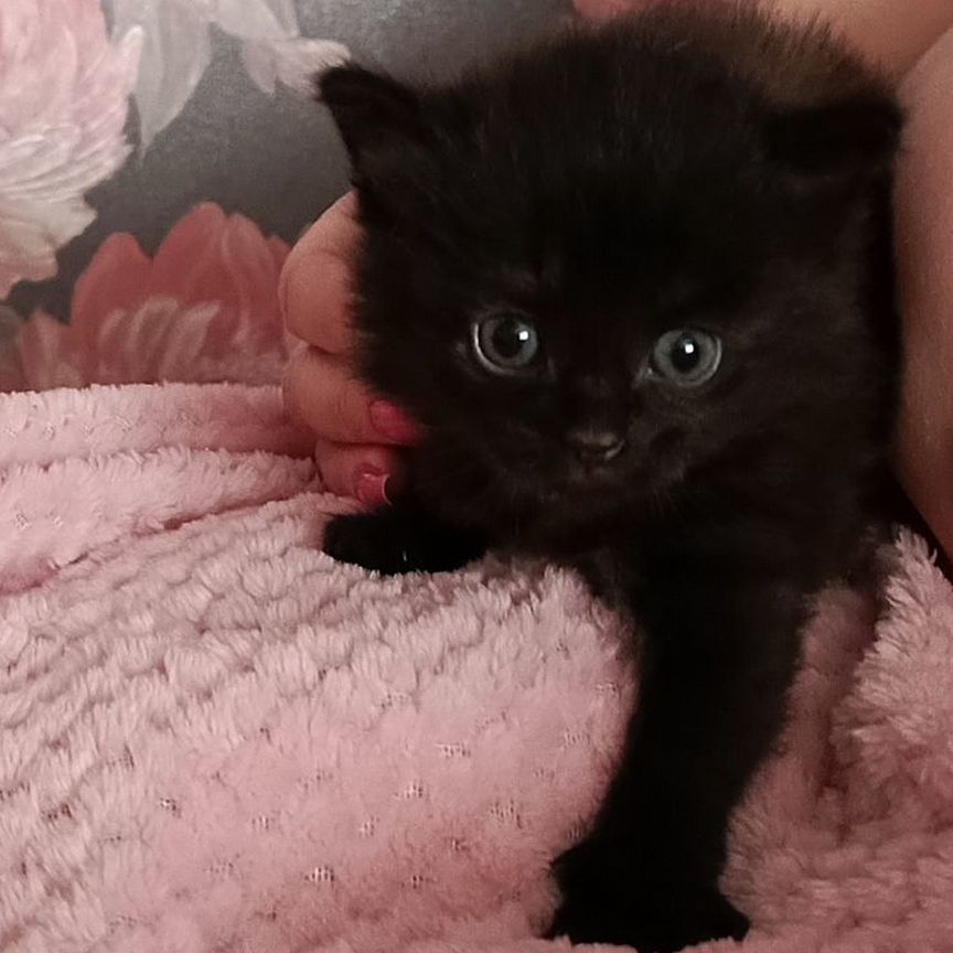 Вислоухие котята бесплатно