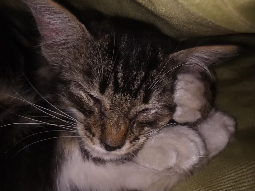 Ищем хозяина для котика