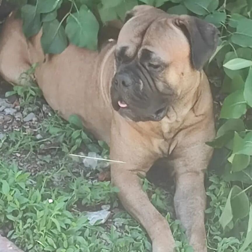 Щенки бульмастифа