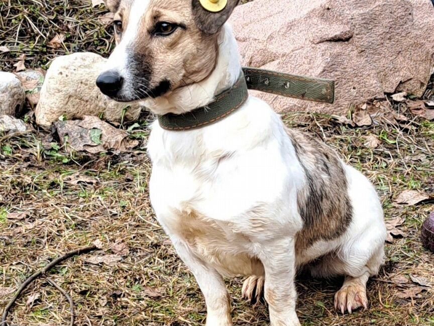 Маленькая собака в добрые руки бесплатно