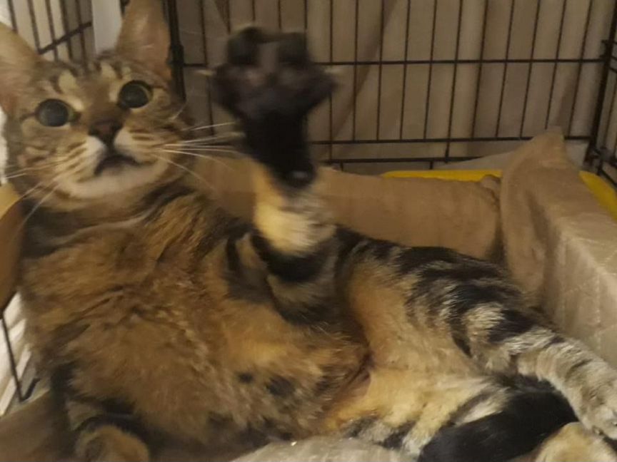 Кошка