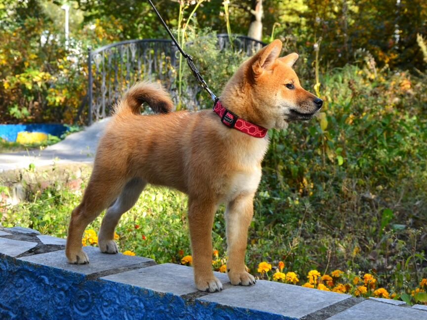 Сиба ину щенки. Девочки