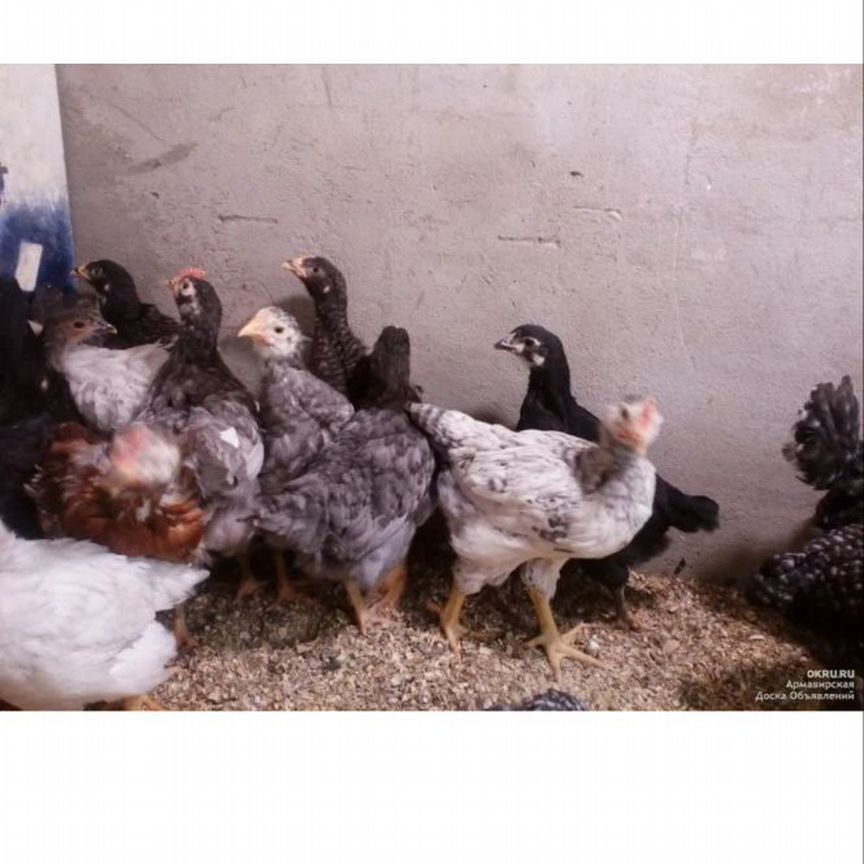 Молодые петухи