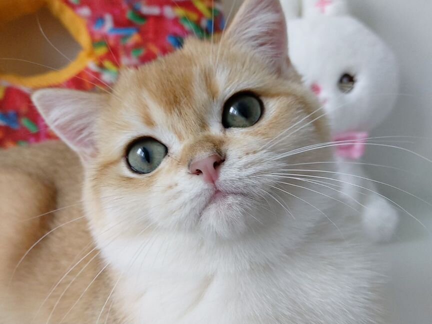 Шикарный котик шиншилла