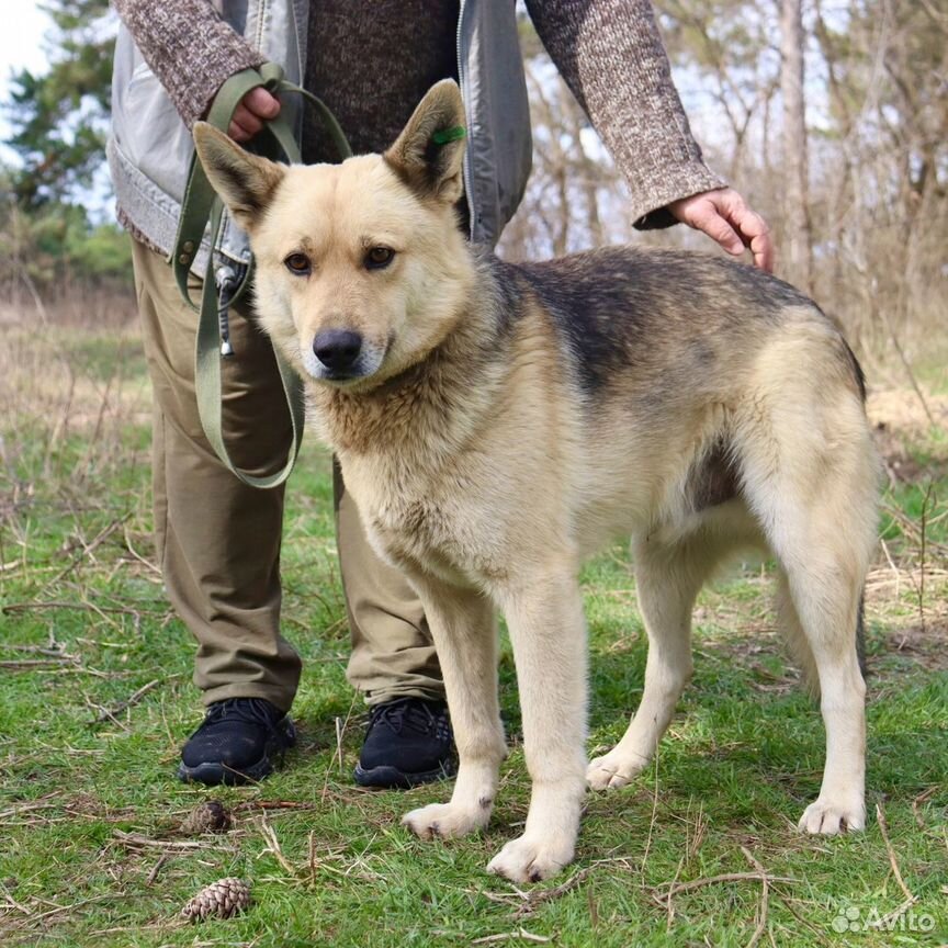 Преданный Мухтар в поисках дома