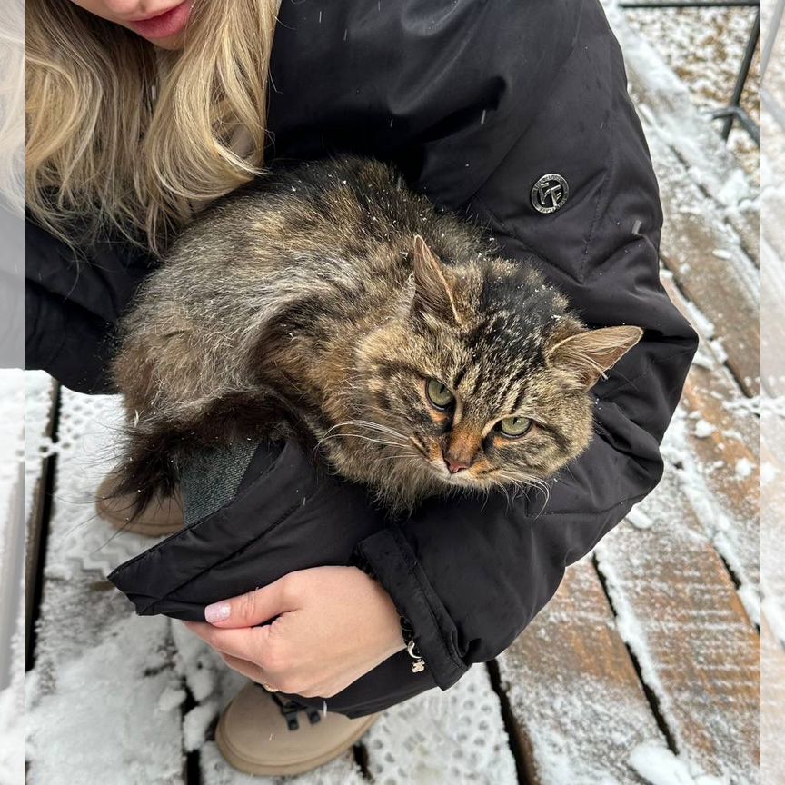 Кошку бросили на дачах