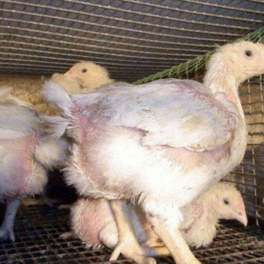 Кобб 500 2х недельный