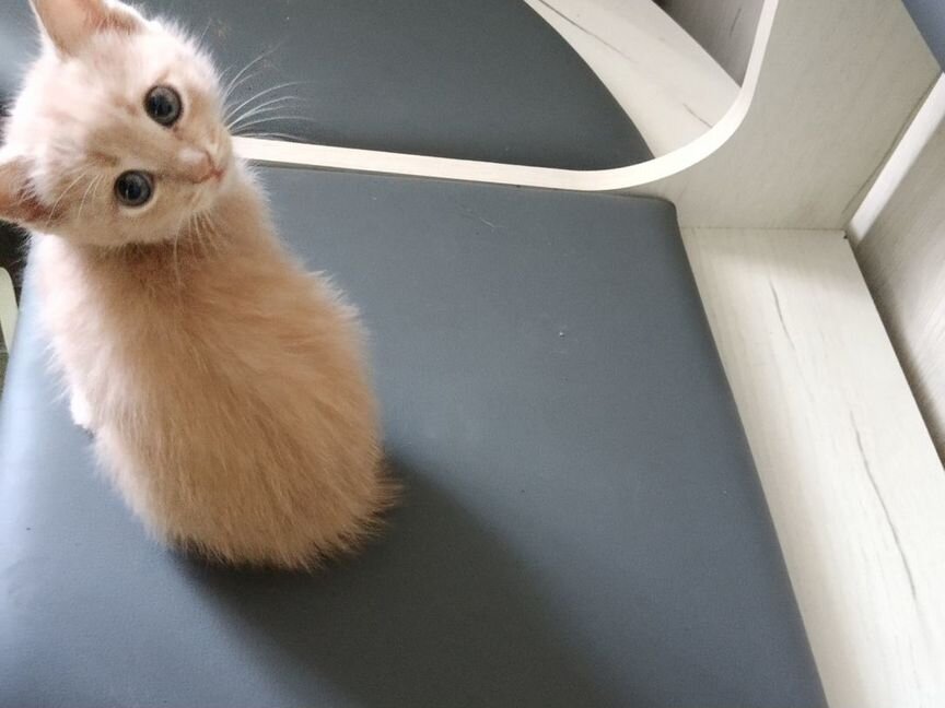 Отдадим котят в добрые руки