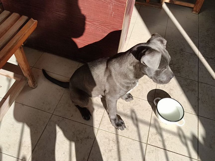 Щенок кане корсо