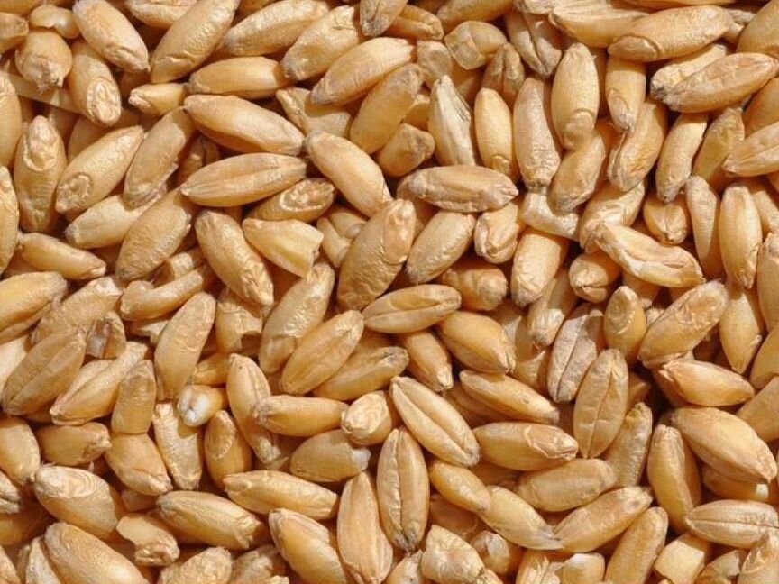 Зерно пшеница ячмень