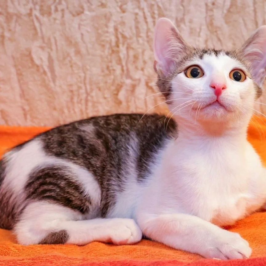 Котёнок, малышка Стешенька ищет семью