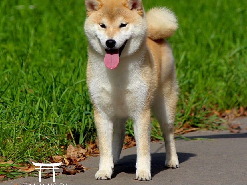 Эффектный мальчик сиба ину