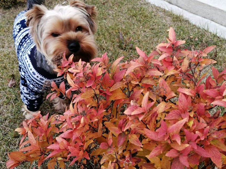 Свитшот для собаки