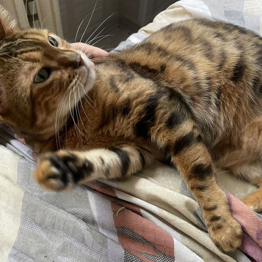 Бенгальская кошка в добрые руки