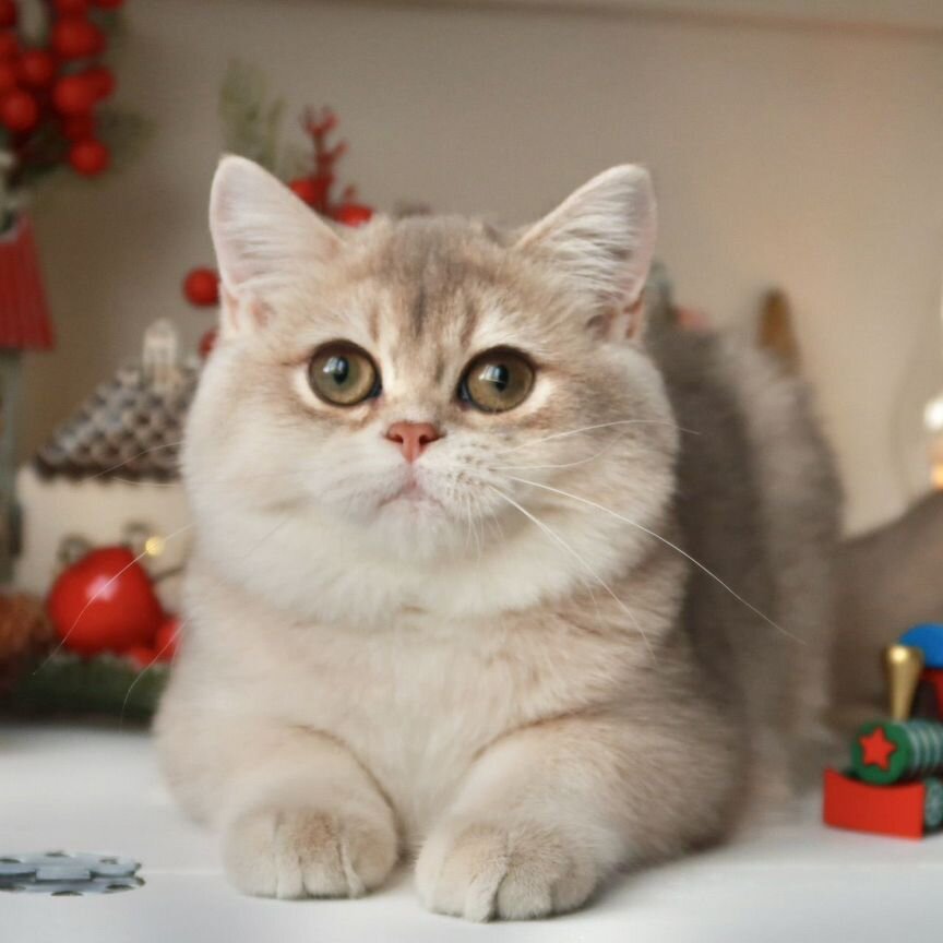 Британские котята
