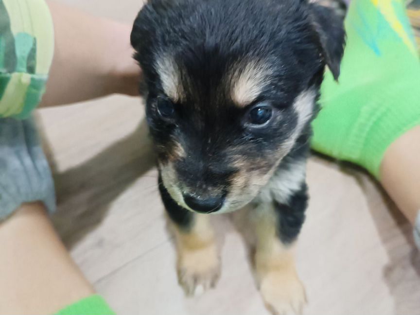 Щенок девочка бесплатно