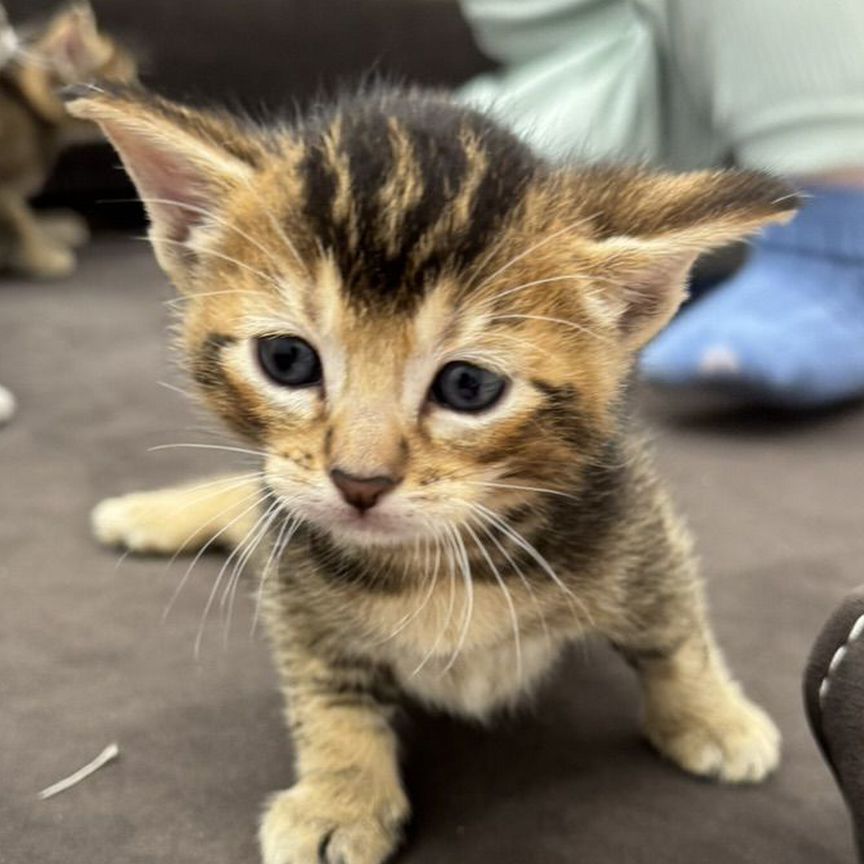 Аббисинские котята